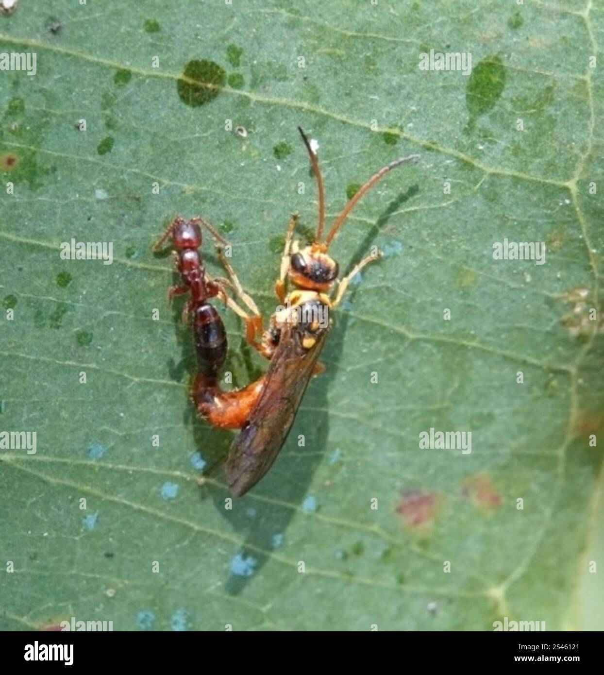Narrow-waisted Wasps, Ants, and Bees (Apocrita Stock Photo - Alamy