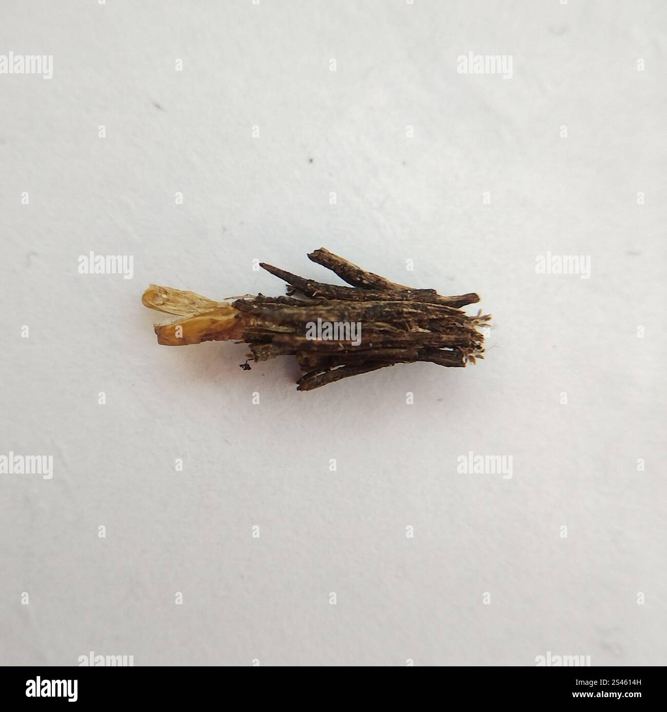 Common Bagworm Moth (Psyche casta Stock Photo - Alamy