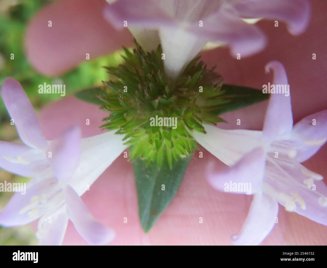 largeflower Mexican clover (Richardia grandiflora Stock Photo - Alamy