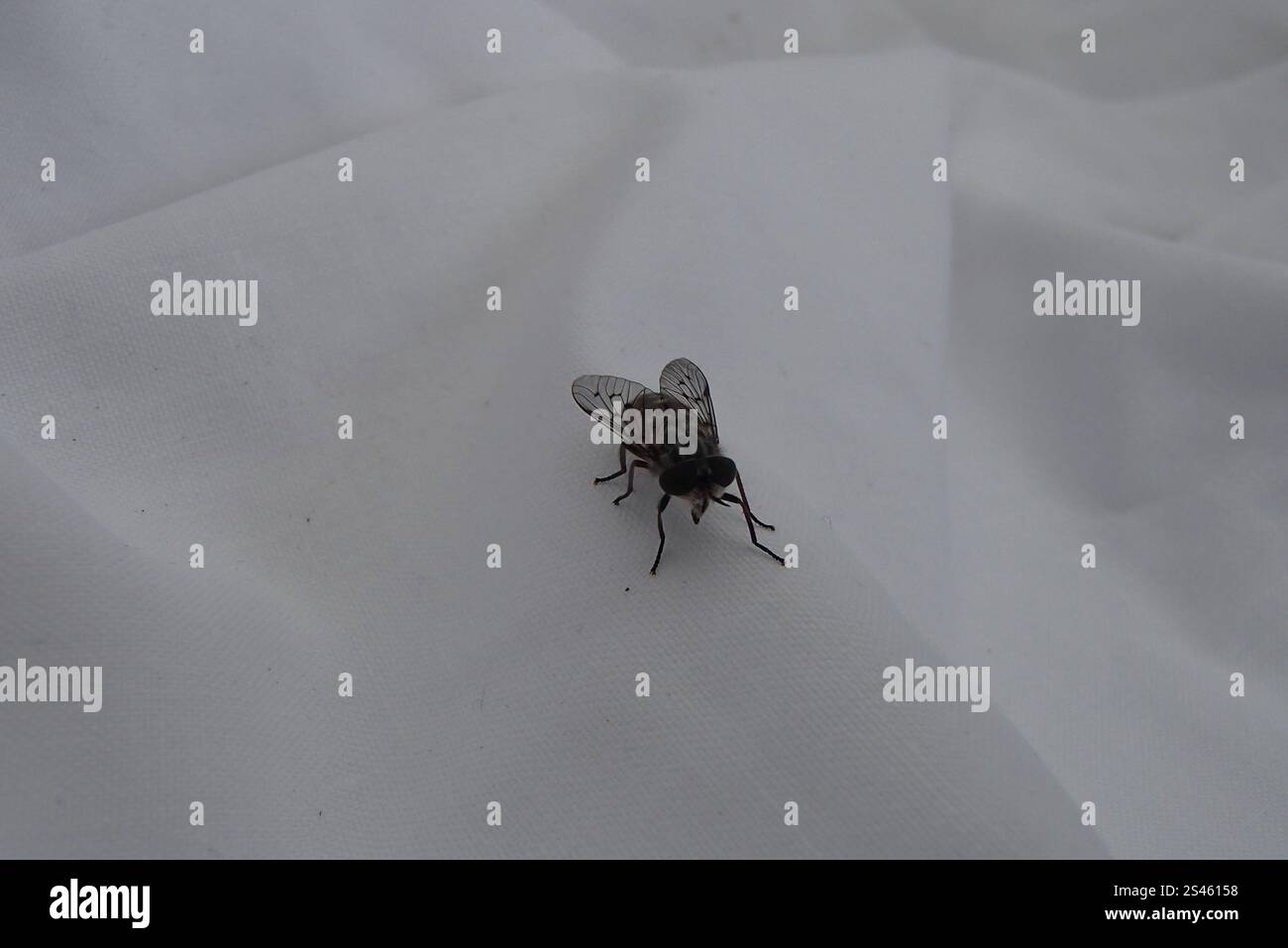 Horse and Deer Flies (Tabanidae Stock Photo - Alamy