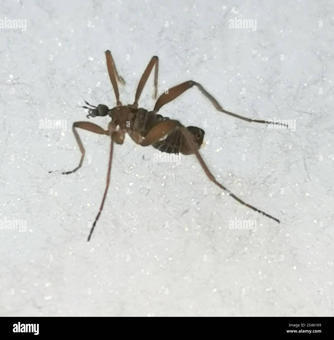 Snow Flies (Chionea Stock Photo - Alamy