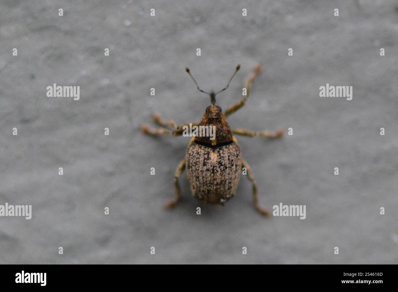 Cabbage Stem Weevil (Ceutorhynchus pallidactylus Stock Photo - Alamy