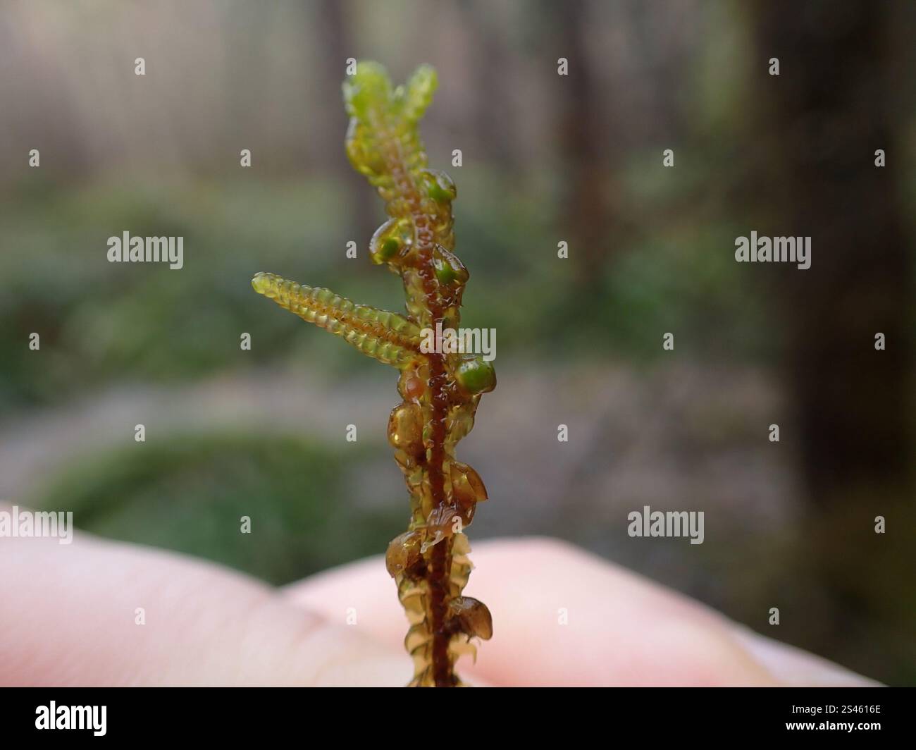 Tree Ruffle Liverwort (Porella navicularis Stock Photo - Alamy