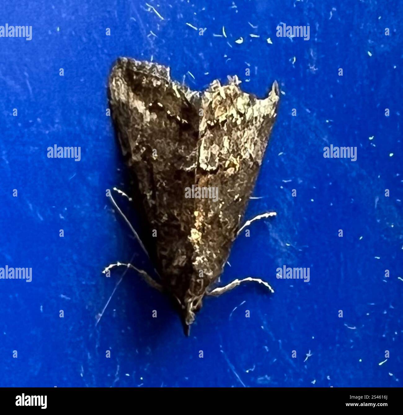 Green Cloverworm Moth (Hypena scabra Stock Photo - Alamy