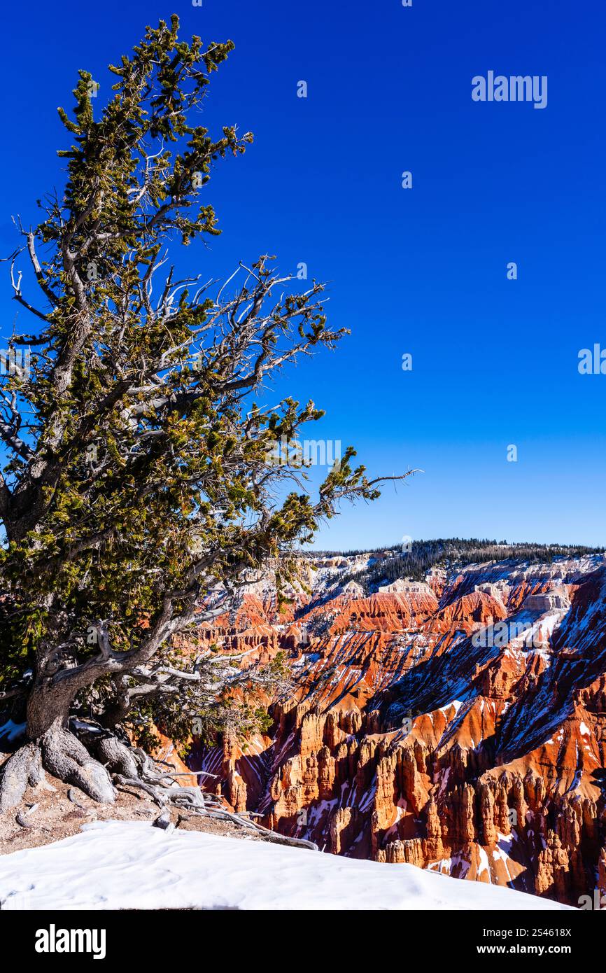 Photograph of Western Bristlecone Pine (Pinus longaeva) near Spectra ...