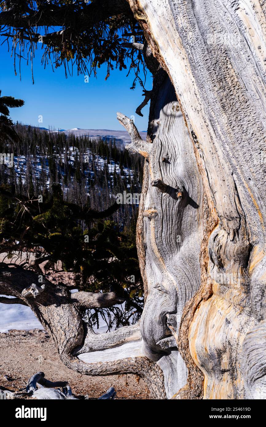Photograph of Western Bristlecone Pine (Pinus longaeva) near Spectra ...