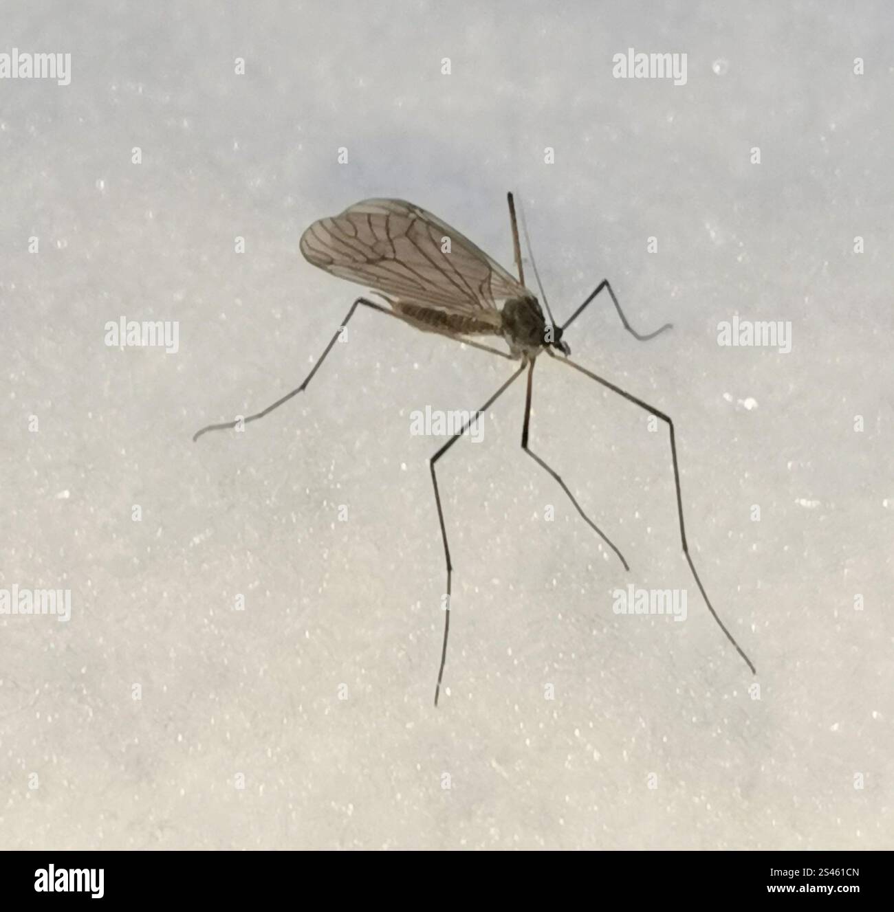 Winter Crane Flies (Trichoceridae Stock Photo - Alamy