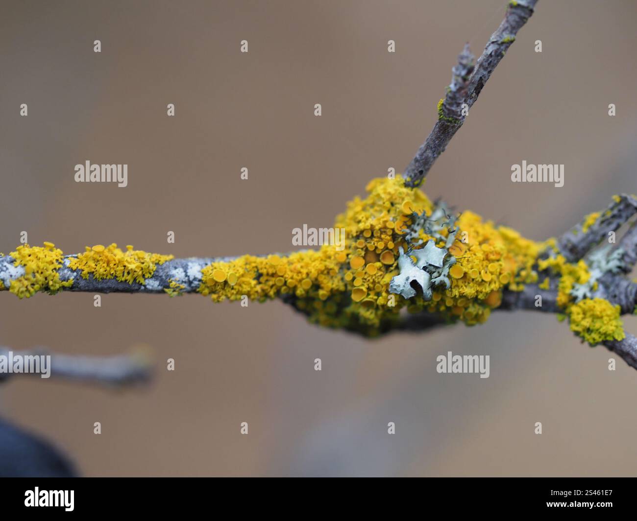 Pin-cushion Sunburst Lichen (Polycauliona polycarpa Stock Photo - Alamy