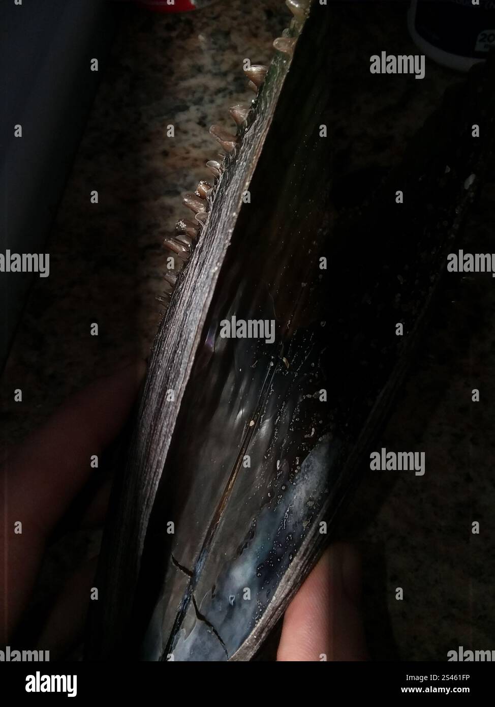 Stiff Pen Shell (Atrina rigida Stock Photo - Alamy