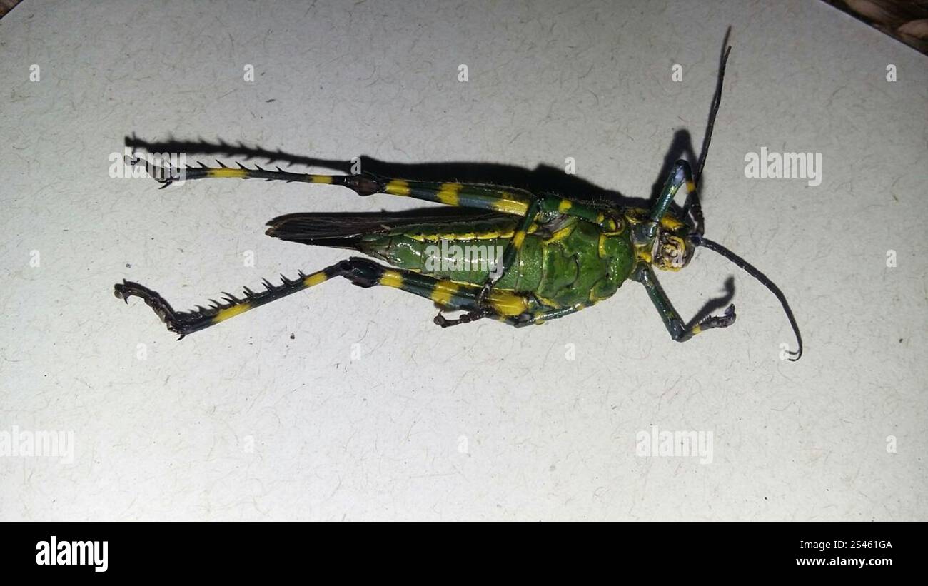 Soldier grasshopper hi-res stock photography and images - Alamy