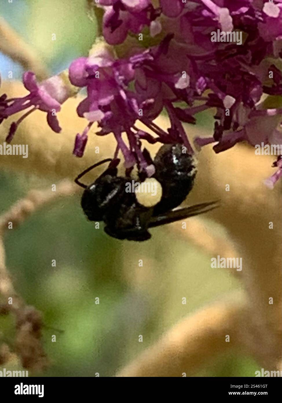 Stingless Bees (Meliponini Stock Photo - Alamy