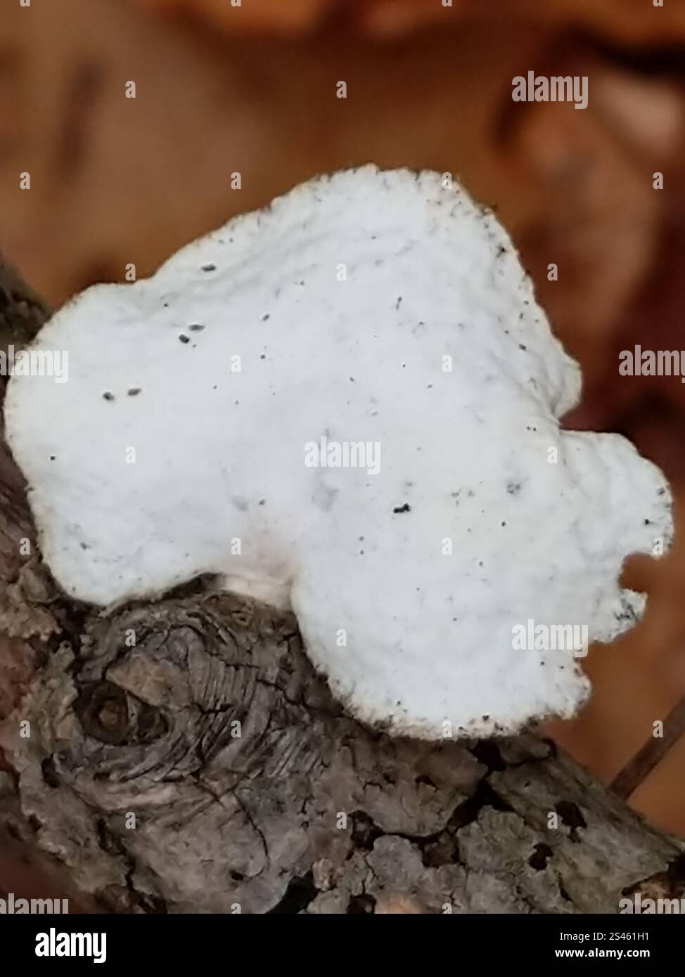 hexagonal-pored polypore (Neofavolus alveolaris Stock Photo - Alamy