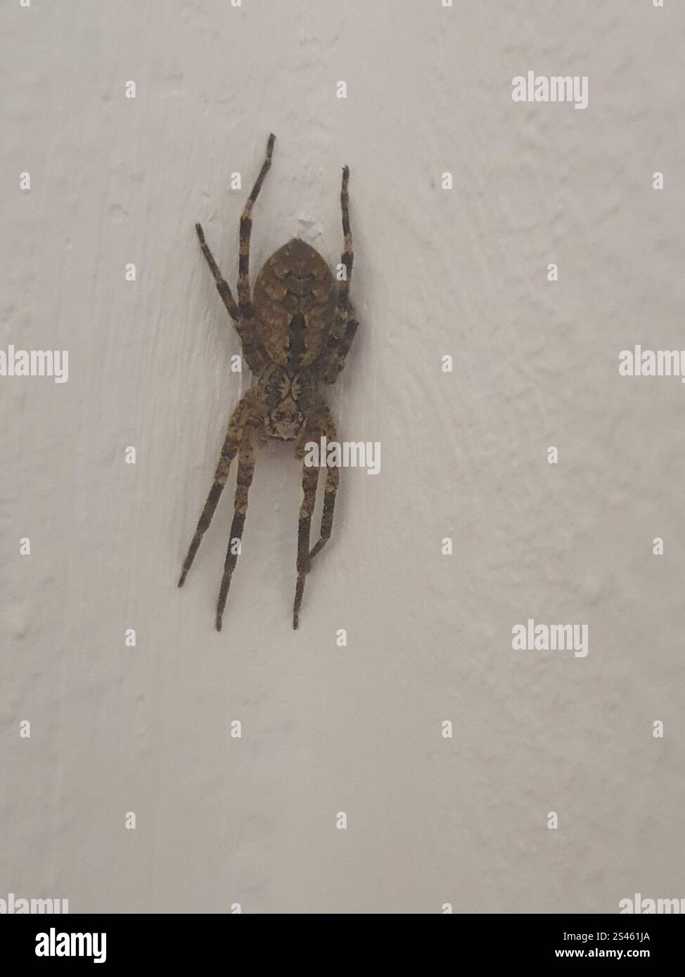 Mediterranean Spiny False Wolf Spider (Zoropsis spinimana Stock Photo ...