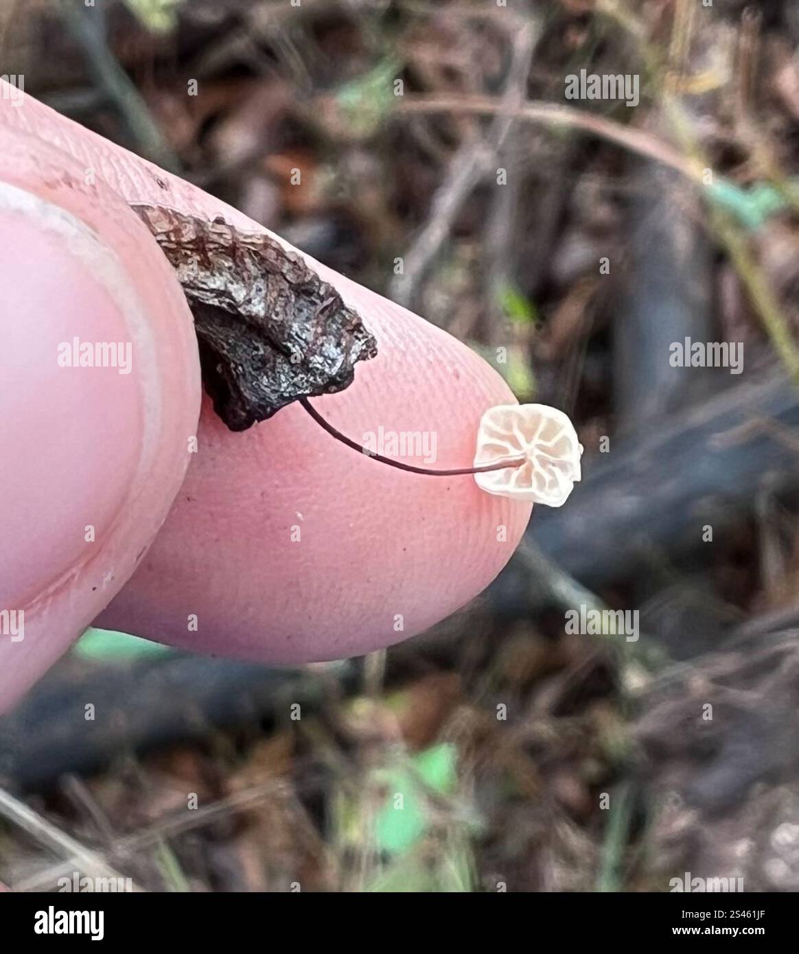 Oak-leaf Pinwheel (Collybiopsis quercophila Stock Photo - Alamy