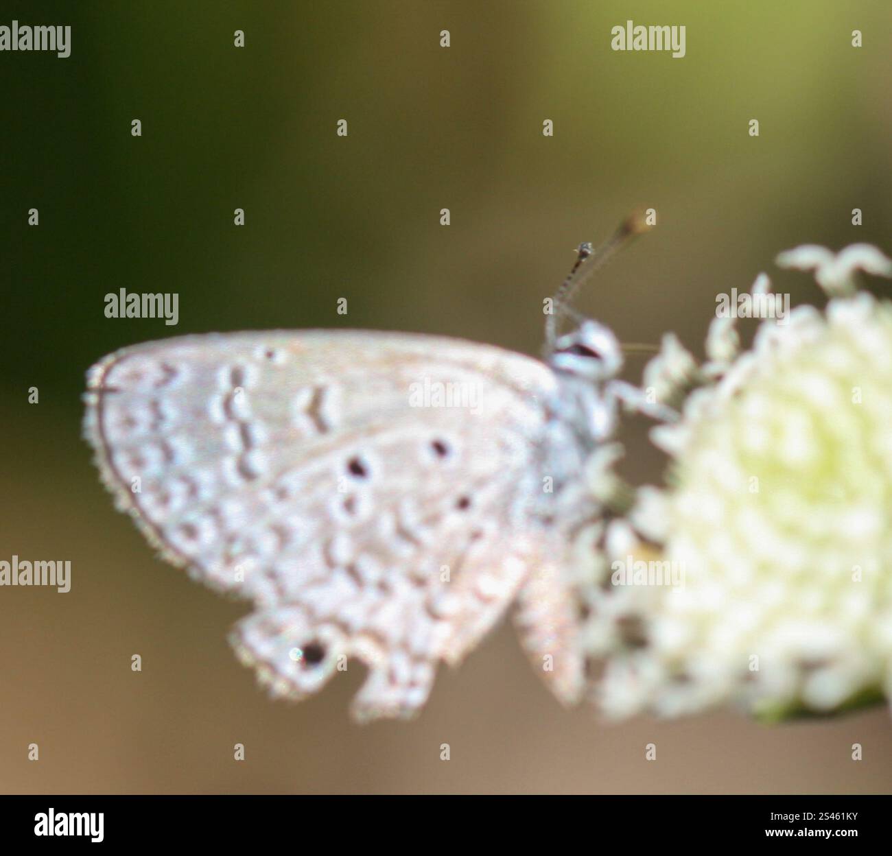 Ceraunus Blue (Hemiargus ceraunus Stock Photo - Alamy