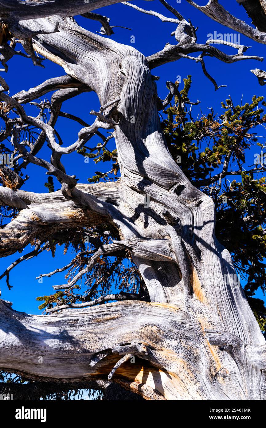 Photograph of Western Bristlecone Pine (Pinus longaeva) near Spectra ...