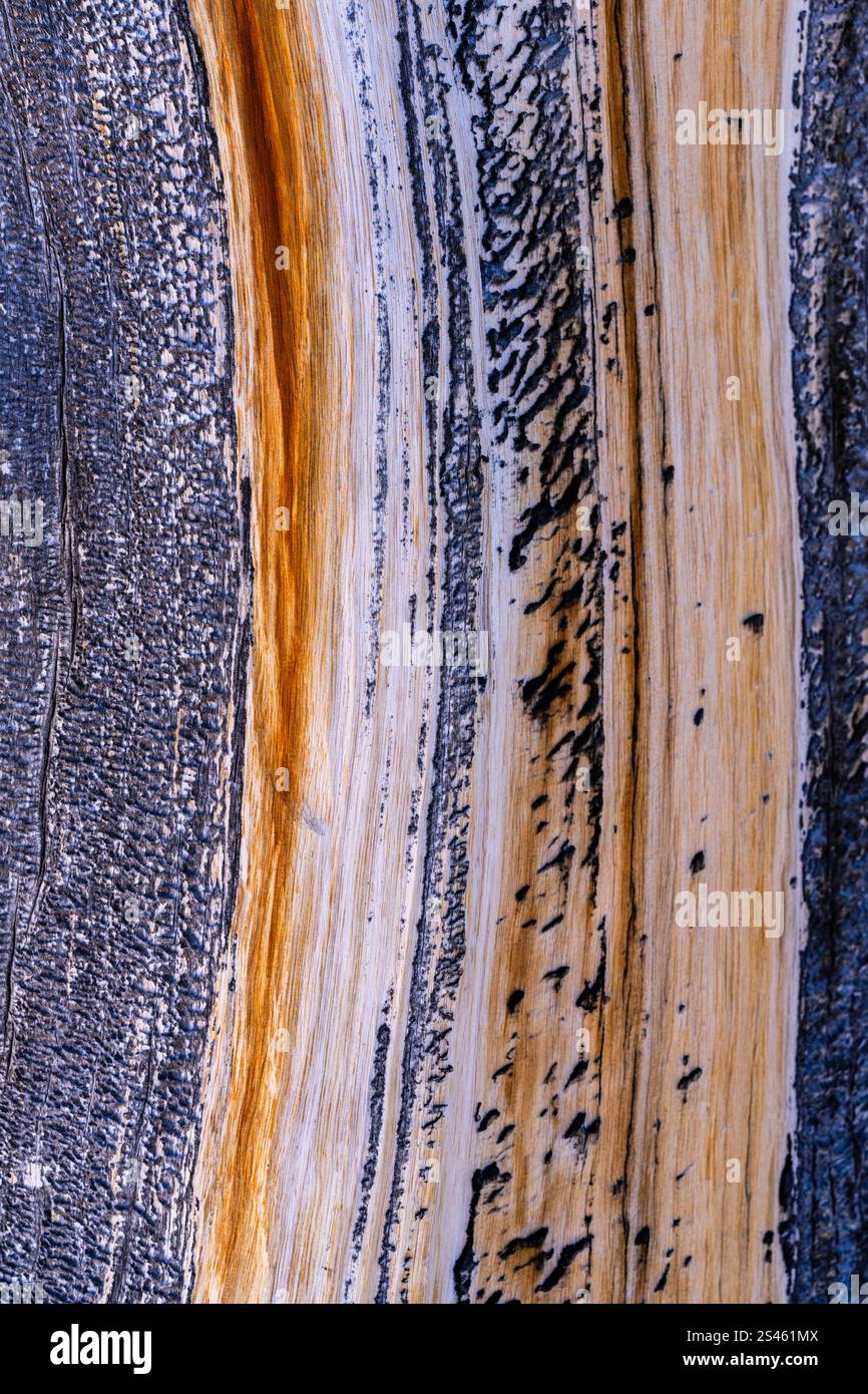 Photograph of Western Bristlecone Pine (Pinus longaeva) near Spectra ...