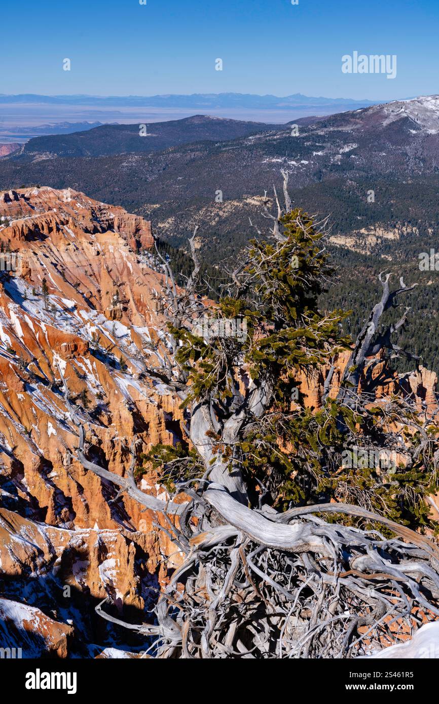Photograph of Western Bristlecone Pine (Pinus longaeva) near Spectra ...
