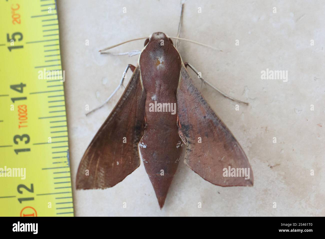 Coprosma Hawk Moth (Hippotion scrofa Stock Photo - Alamy