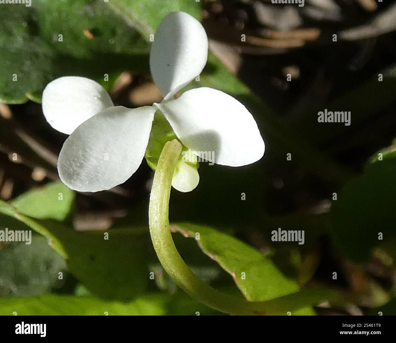 primrose-leaved violet (Viola primulifolia Stock Photo - Alamy