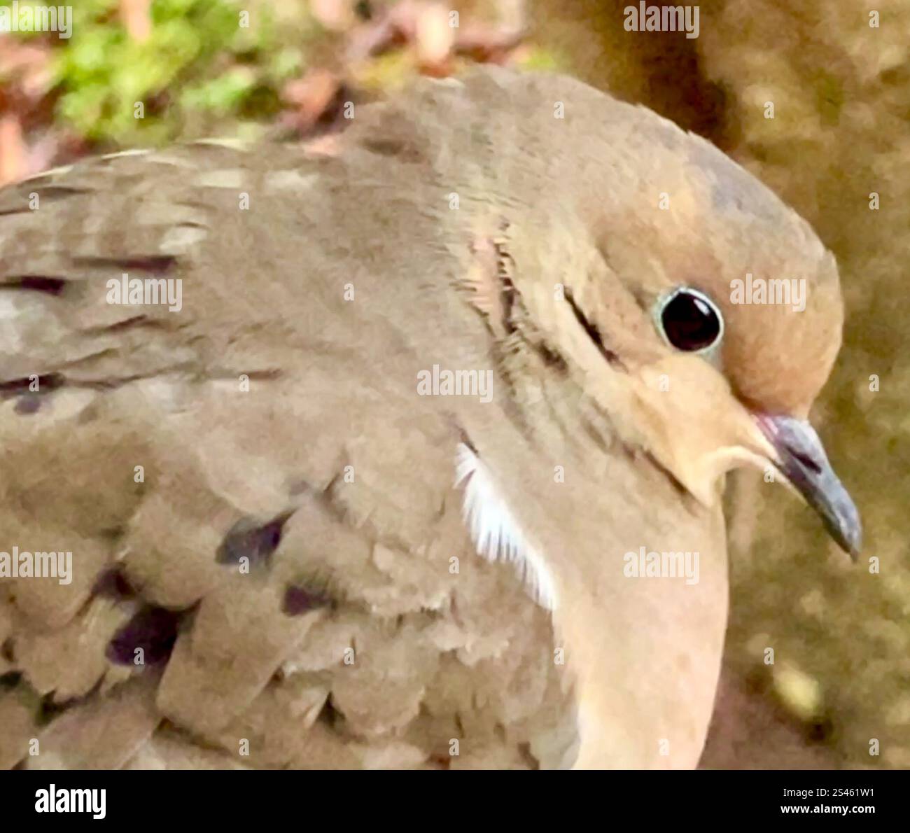 Mourning Dove (Zenaida macroura Stock Photo - Alamy