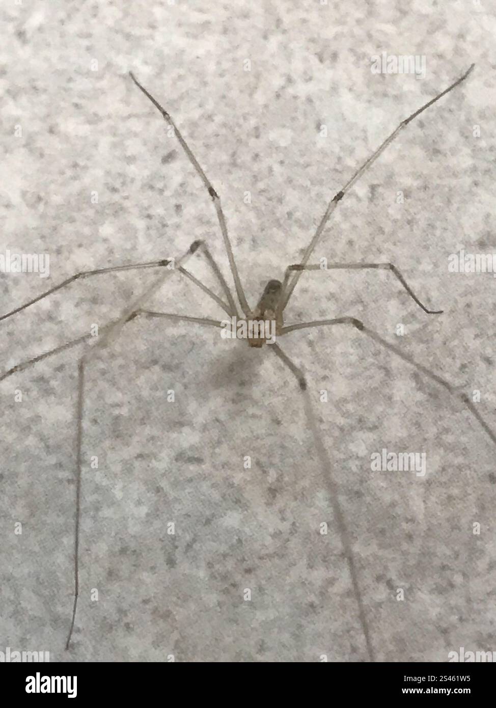 Long-bodied Cellar Spider (Pholcus phalangioides Stock Photo - Alamy
