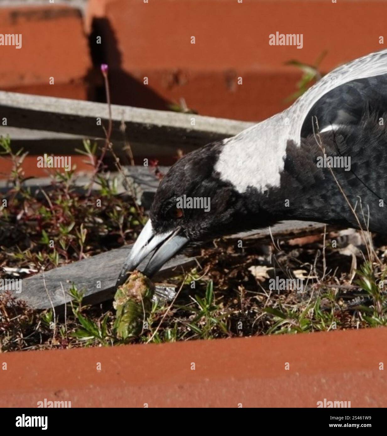 Australian Magpie (Gymnorhina tibicen Stock Photo - Alamy