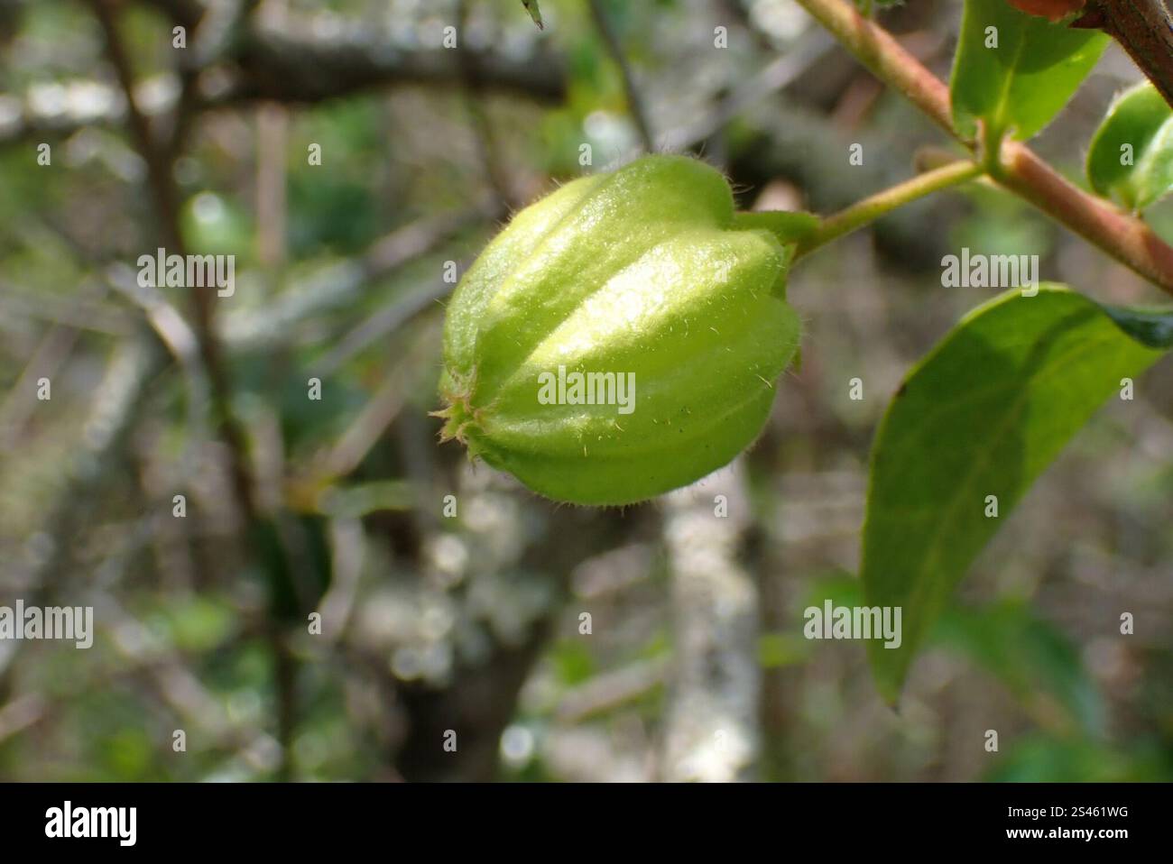 Bladder Nut (Diospyros whyteana Stock Photo - Alamy