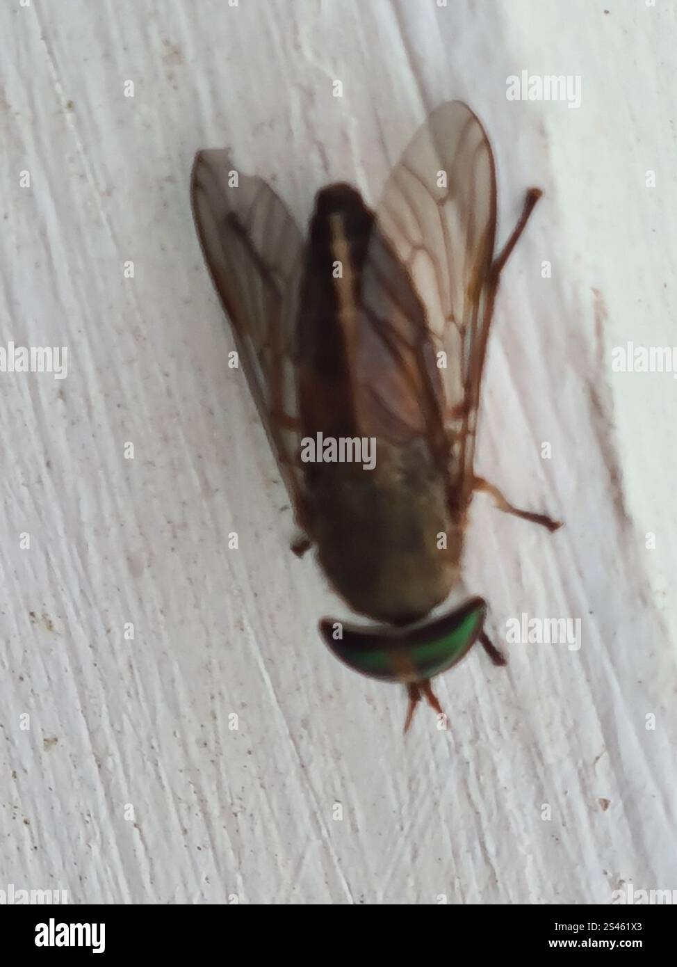 Horse and Deer Flies (Tabanidae Stock Photo - Alamy