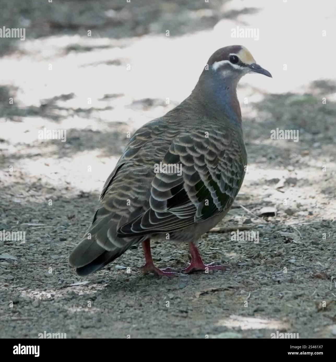 Common Bronzewing (Phaps chalcoptera Stock Photo - Alamy