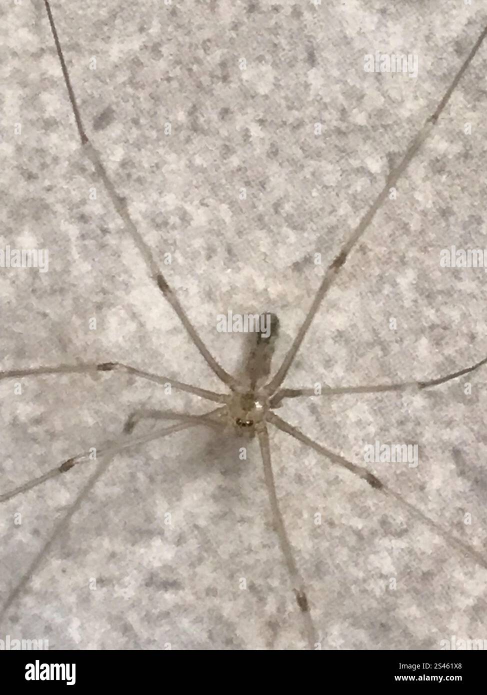 Long-bodied Cellar Spider (Pholcus phalangioides Stock Photo - Alamy