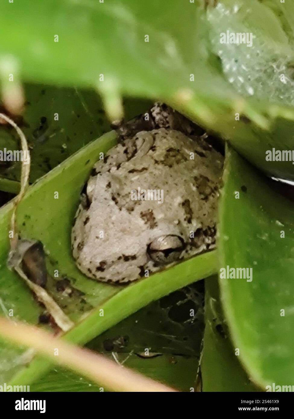 Montevideo Tree Frog (Boana pulchella Stock Photo - Alamy
