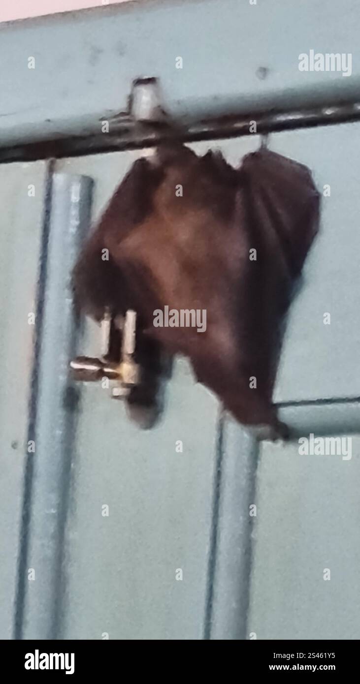 New World Leaf-nosed Bats (Phyllostomidae Stock Photo - Alamy