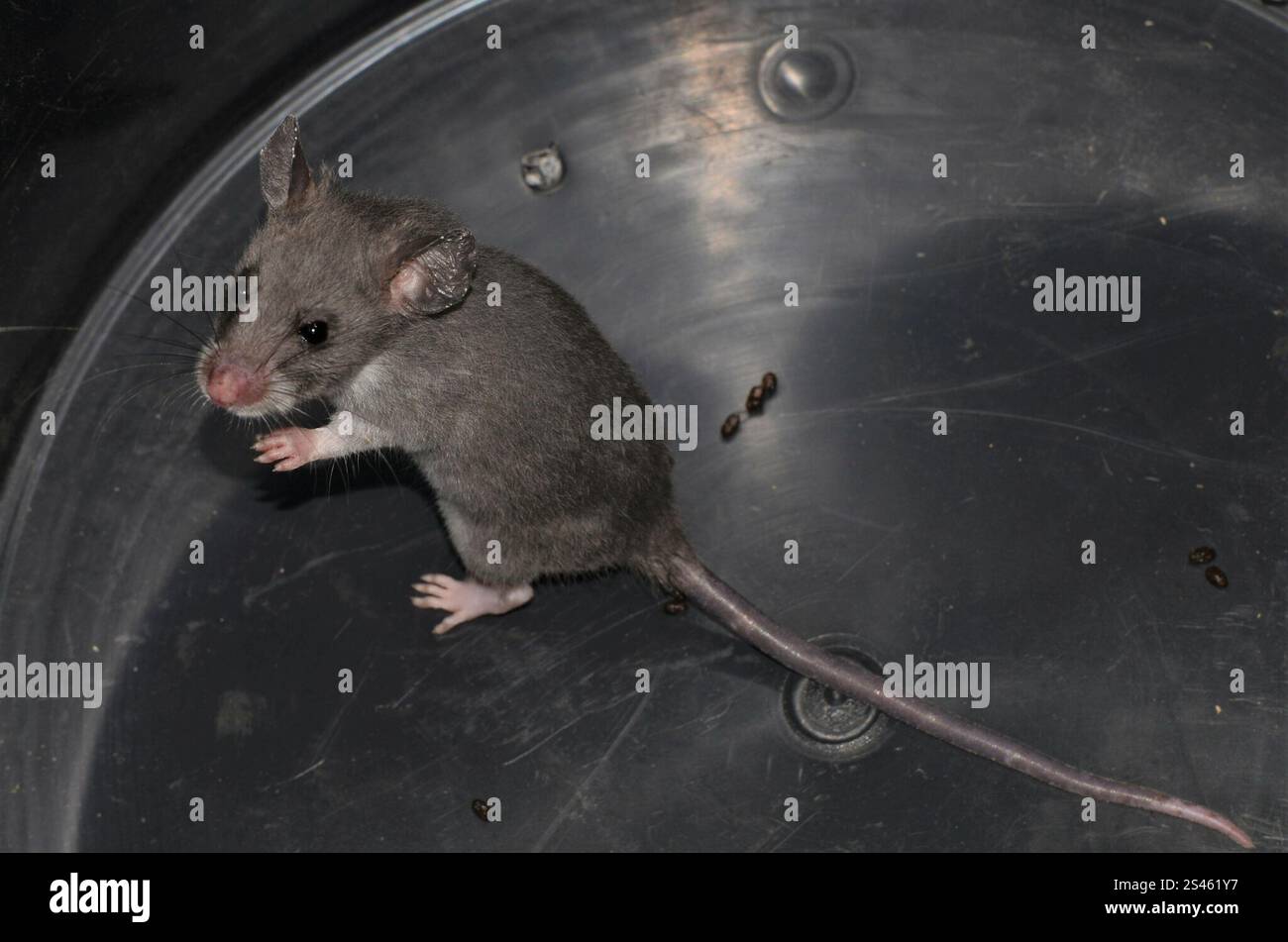 Long-tailed Pouched Rat (Beamys hindei Stock Photo - Alamy