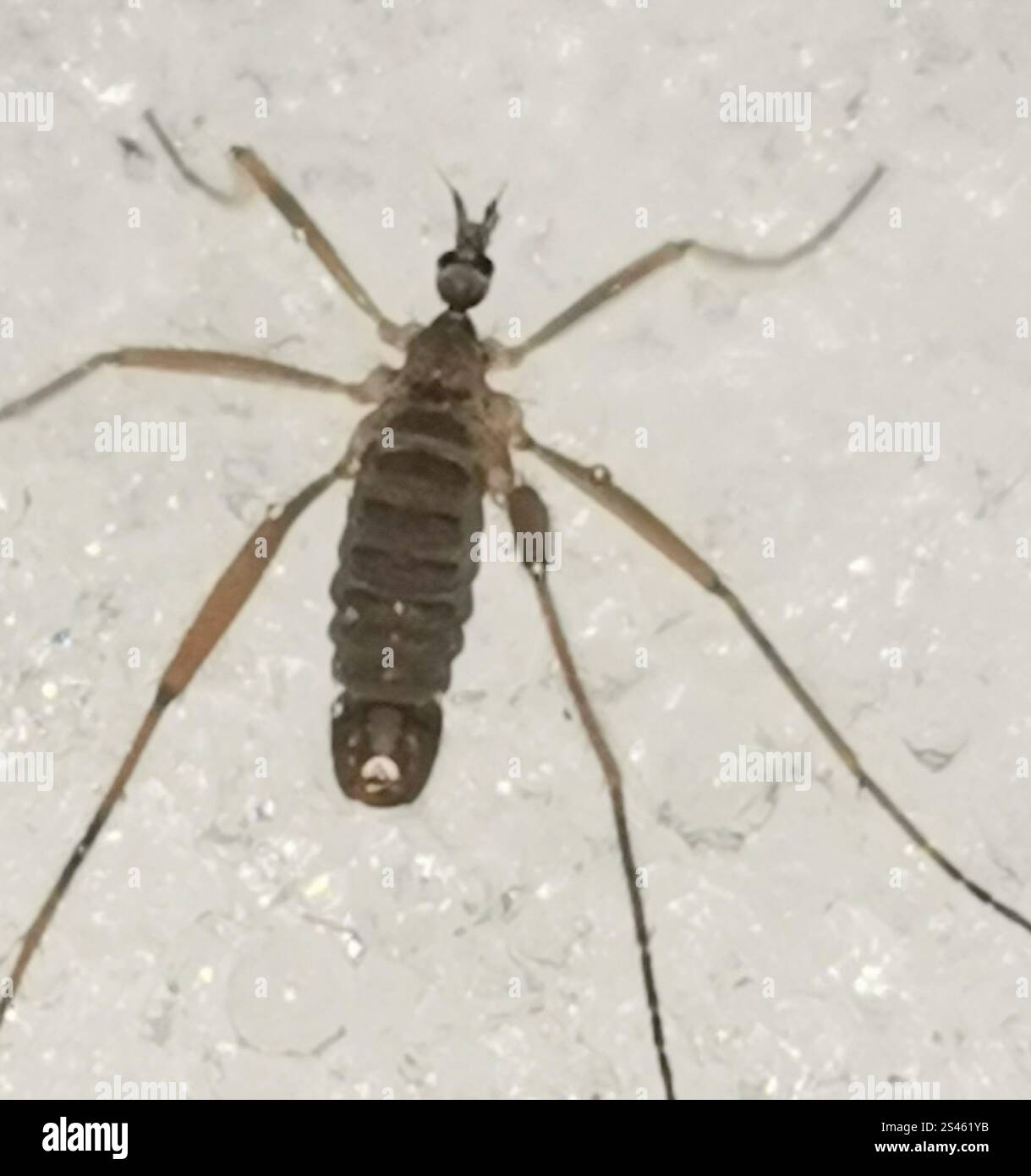 Snow Flies (Chionea Stock Photo - Alamy