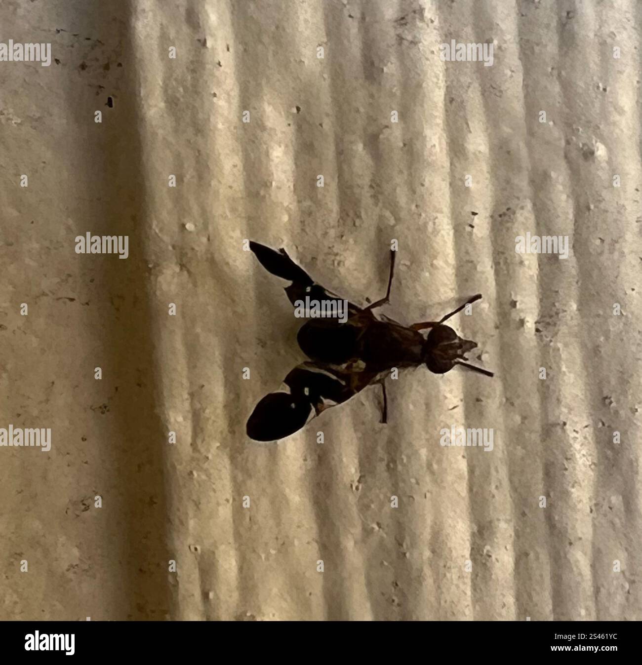 Common Picture-winged Fly (Delphinia picta Stock Photo - Alamy