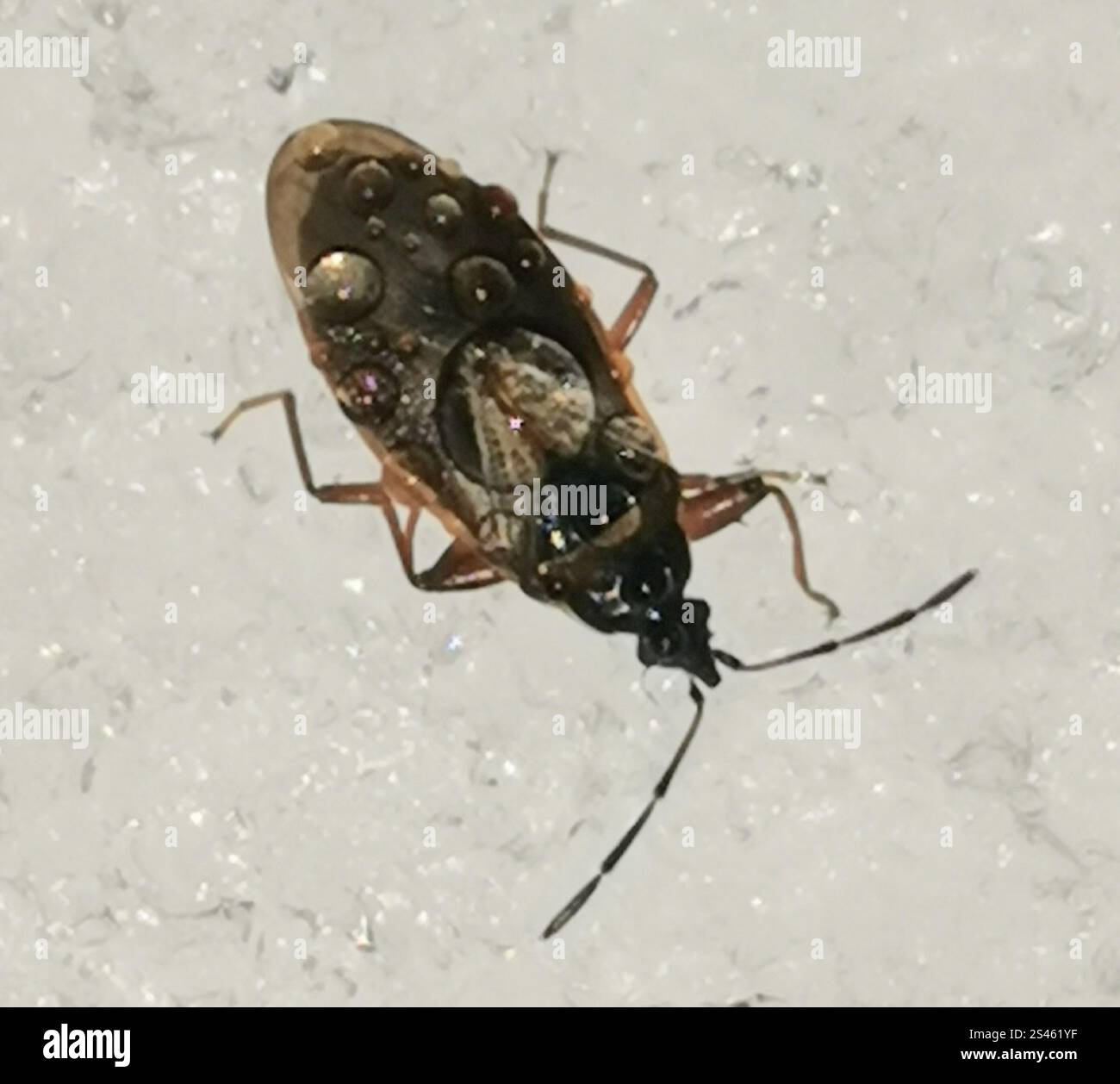 Spruce Cone Bug (Gastrodes abietum Stock Photo - Alamy