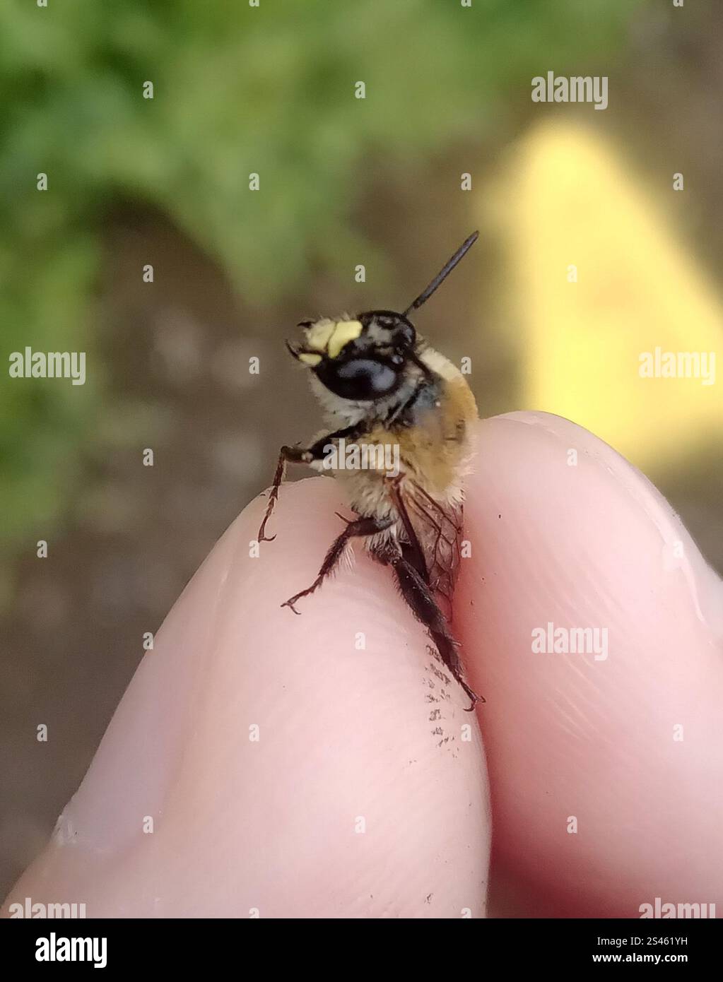 Hairy-tailed Oil-Digger (Centris analis Stock Photo - Alamy