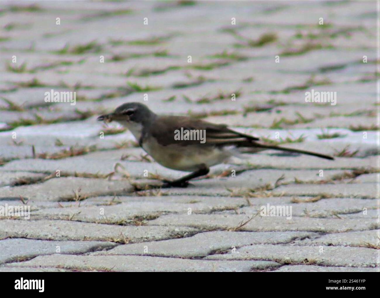 Common Cape Wagtail (Motacilla capensis capensis Stock Photo - Alamy