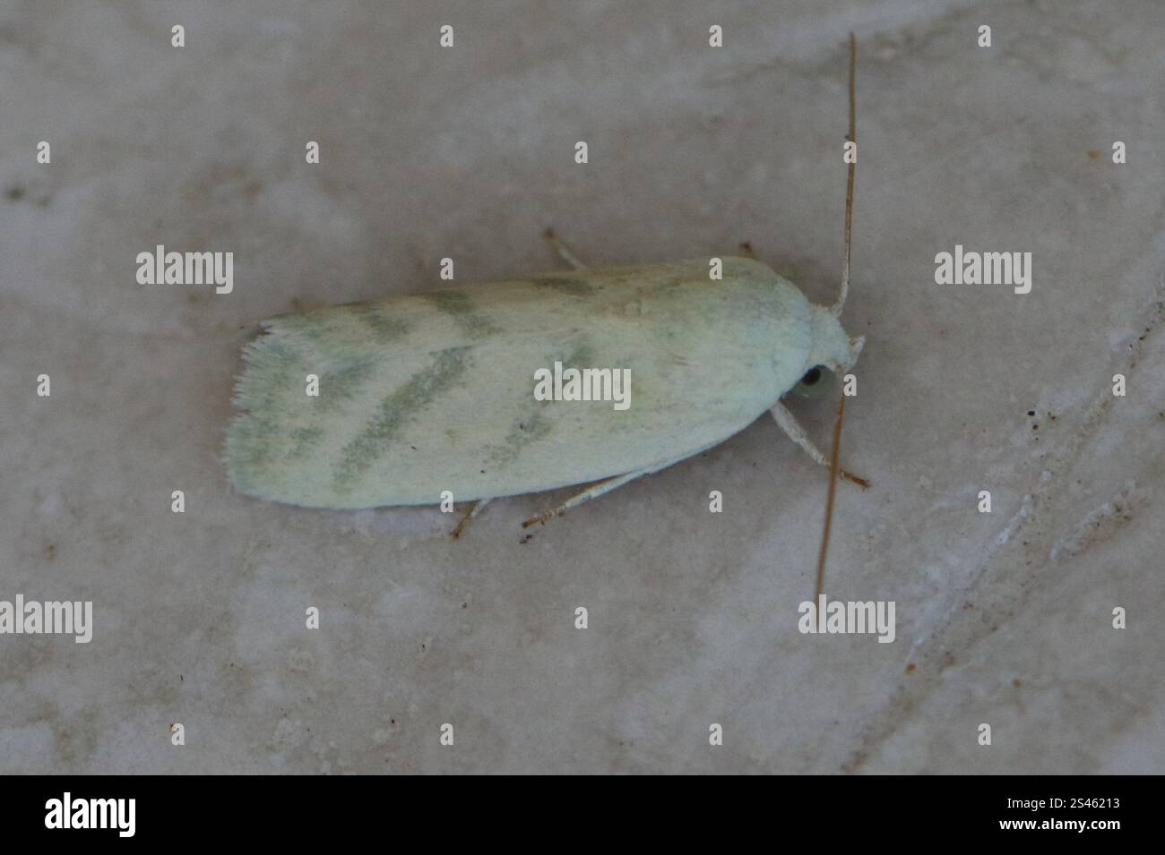 Three-barred Earis (Earias paralella Stock Photo - Alamy