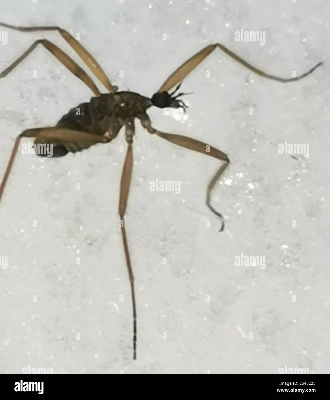 Snow Flies (Chionea Stock Photo - Alamy