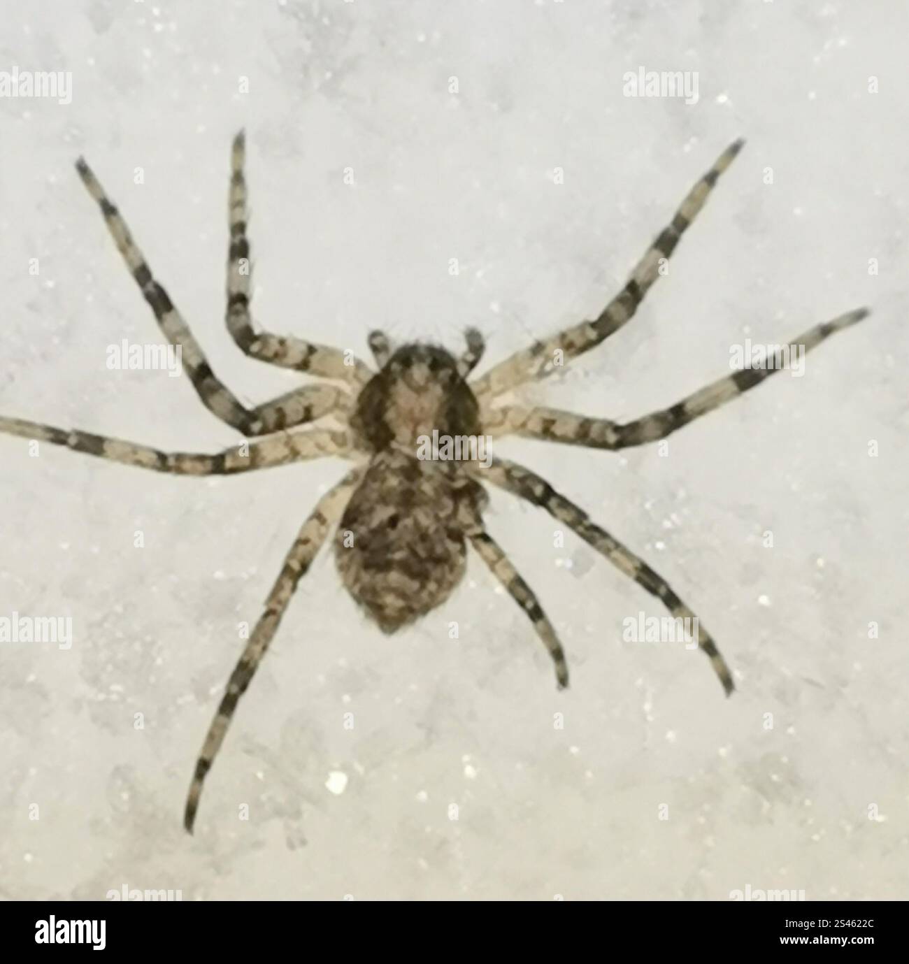 Running Crab Spiders (Philodromus Stock Photo - Alamy