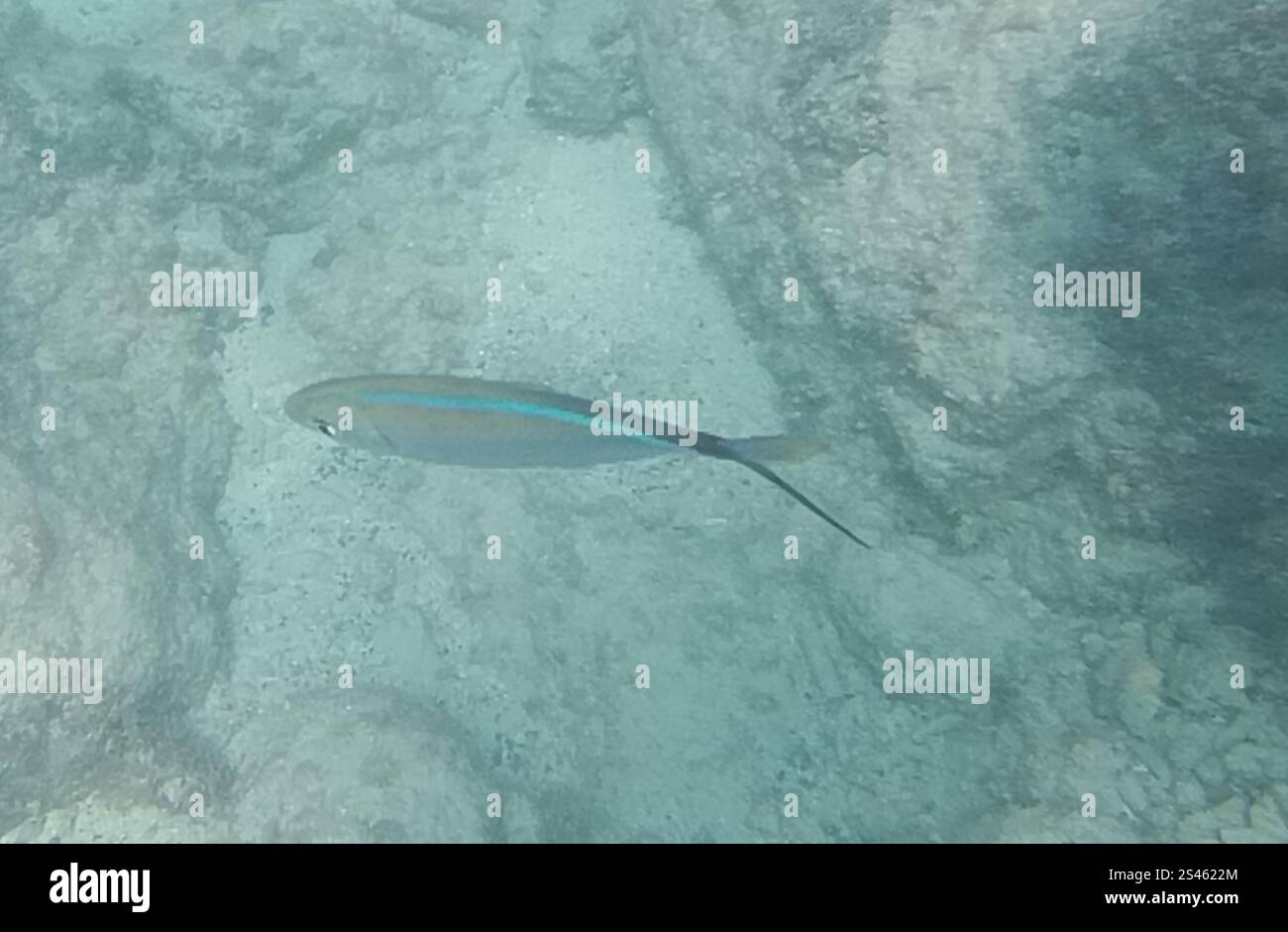 Bar Jack (Caranx ruber Stock Photo - Alamy