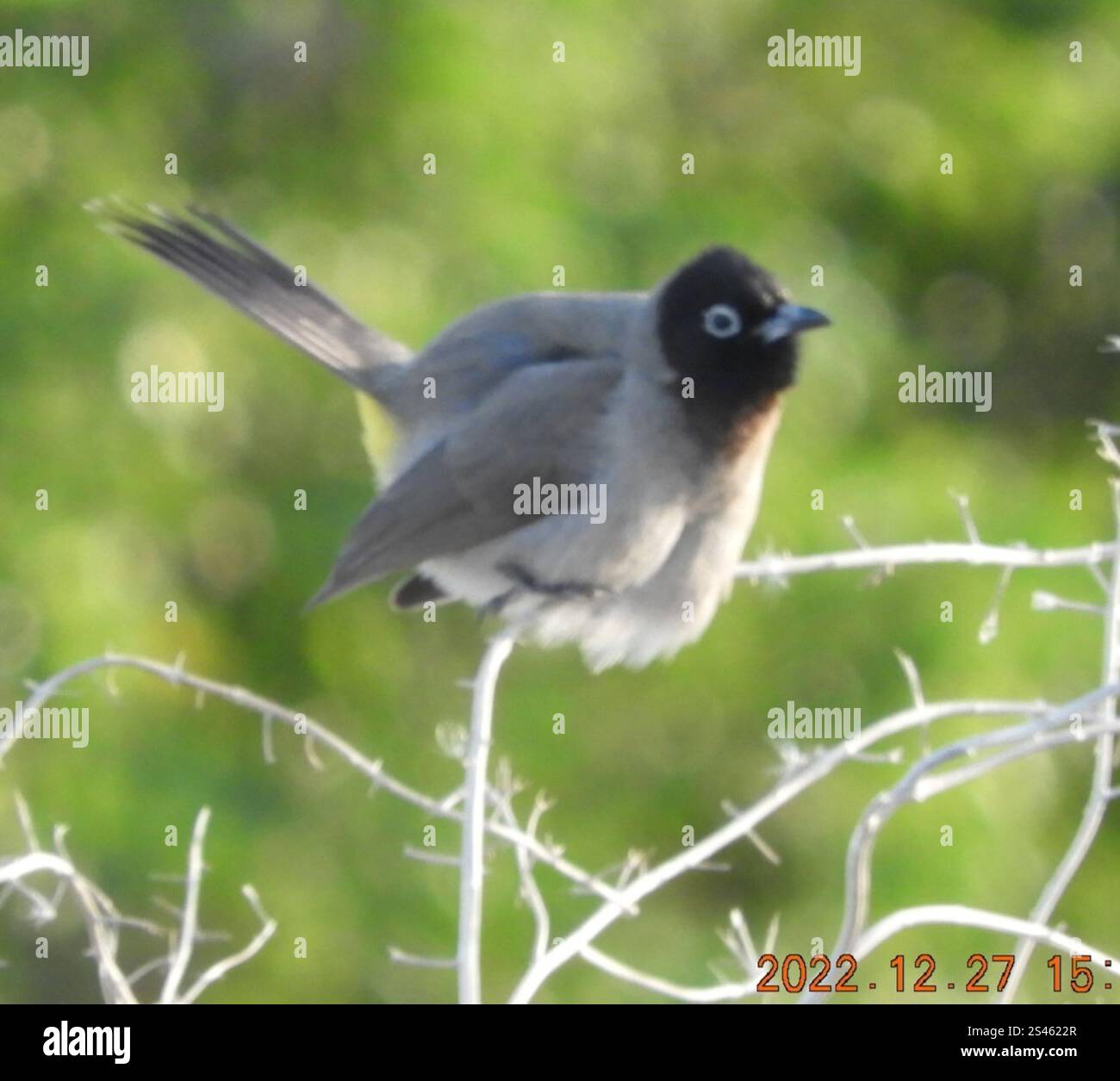 White-spectacled Bulbul (Pycnonotus xanthopygos Stock Photo - Alamy