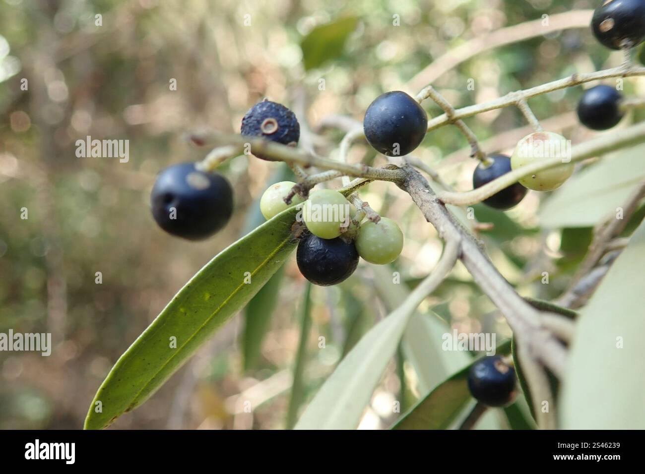 African Olive (Olea europaea africana Stock Photo - Alamy