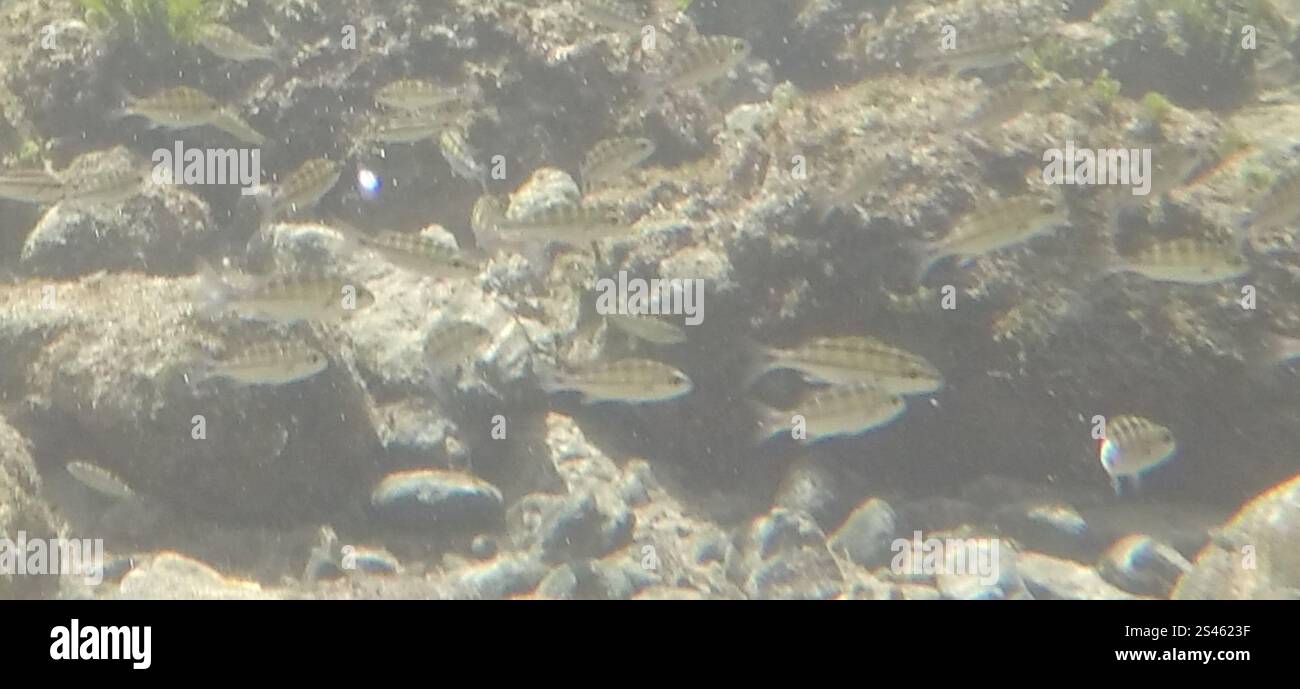 Ray-finned Fishes (Actinopterygii Stock Photo - Alamy