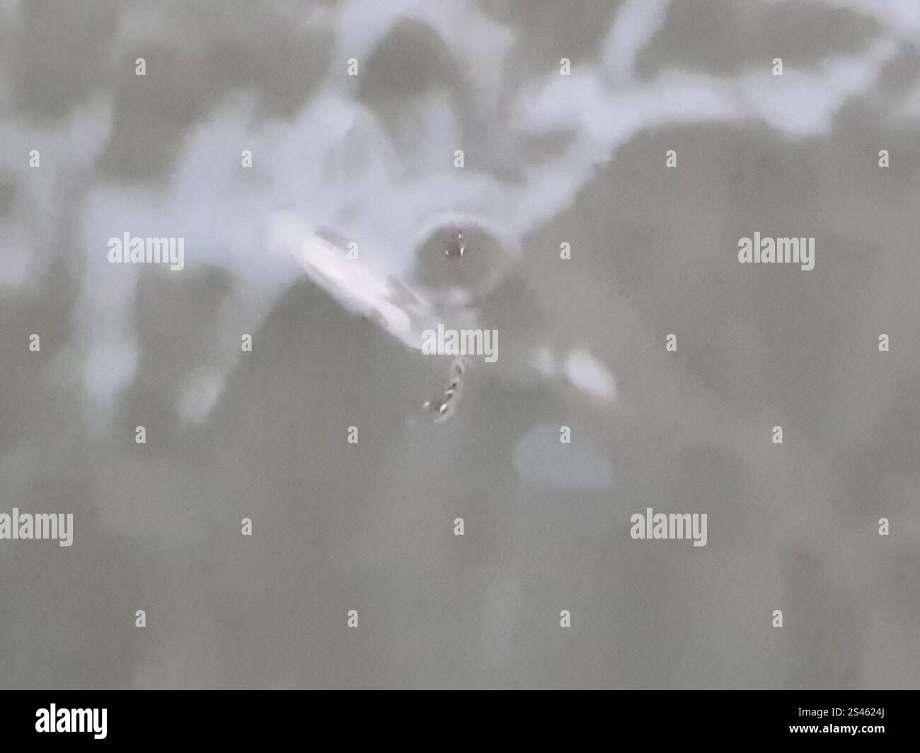 Spotted Archerfish (Toxotes chatareus Stock Photo - Alamy