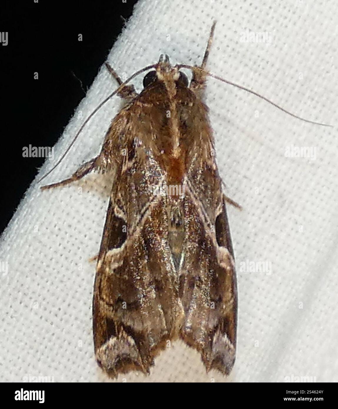Florida Fern Moth (Callopistria floridensis Stock Photo - Alamy