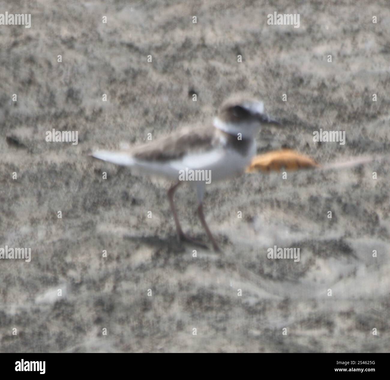 Wilson's Plover (Anarhynchus wilsonia Stock Photo - Alamy