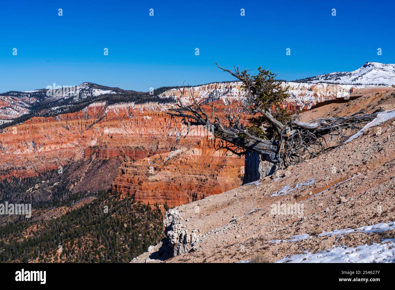 Photograph of Western Bristlecone Pine (Pinus longaeva) near Spectra ...